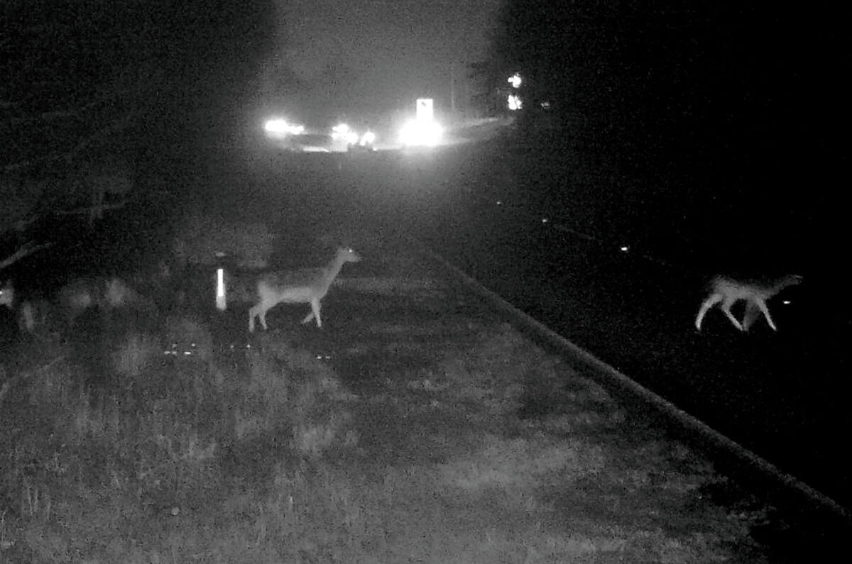 "It was terrifying": The dangers of deer on UK roads | Autocar