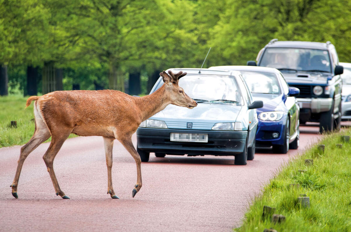 "It was terrifying": The dangers of deer on UK roads | Autocar